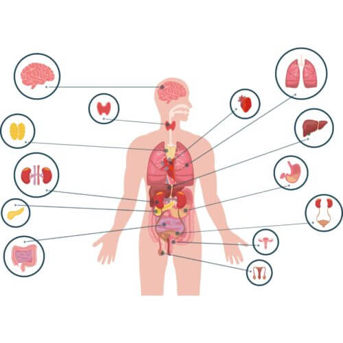 3 Reasons Why You Need A&P For Your PTA Career